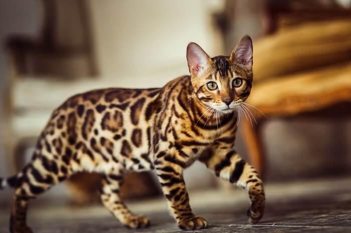 Luxury Pet Supply – Furr & Co.